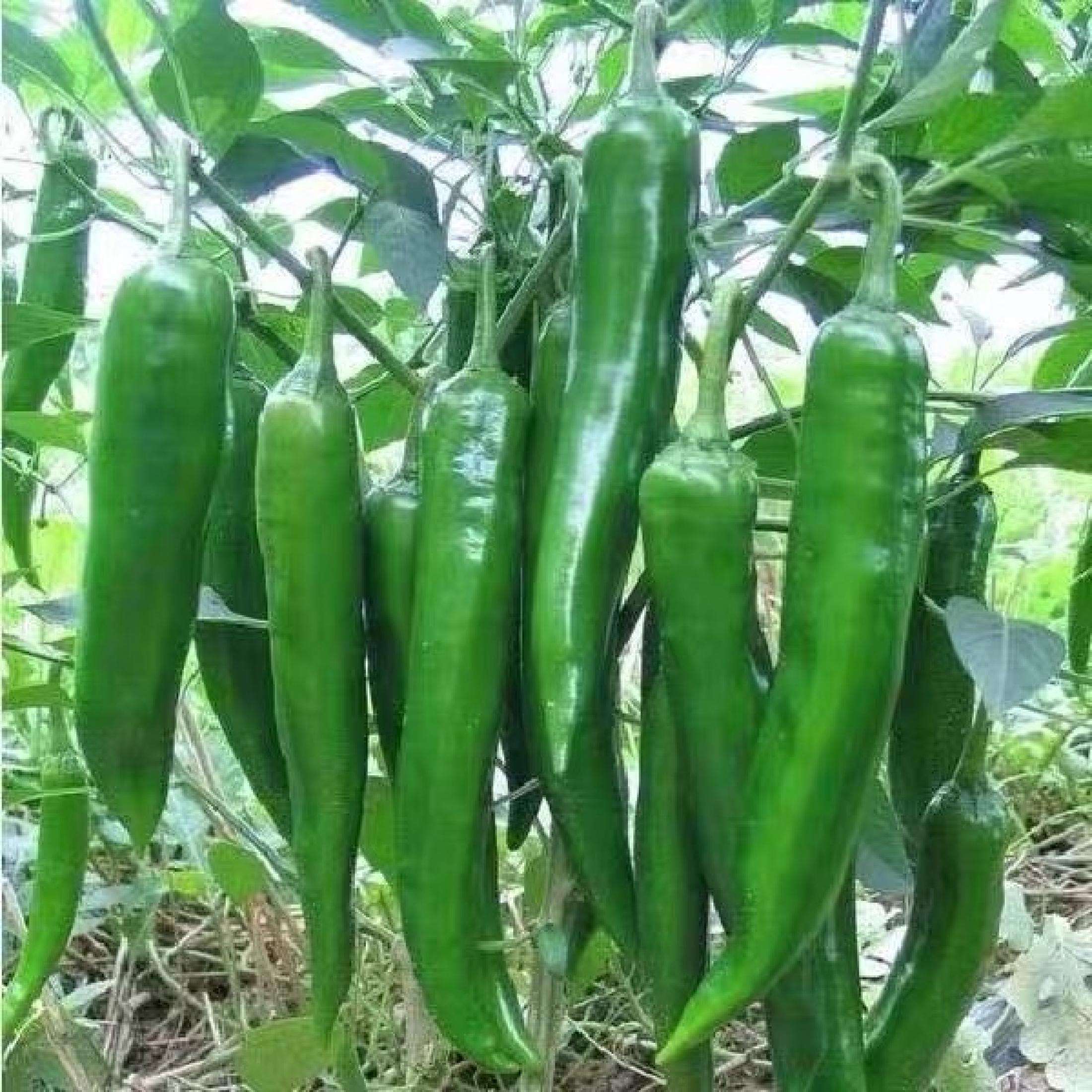 100 Seeds/pack SILI PANIGANG / Siling Haba / Hot Pepper Green / Bicol ...