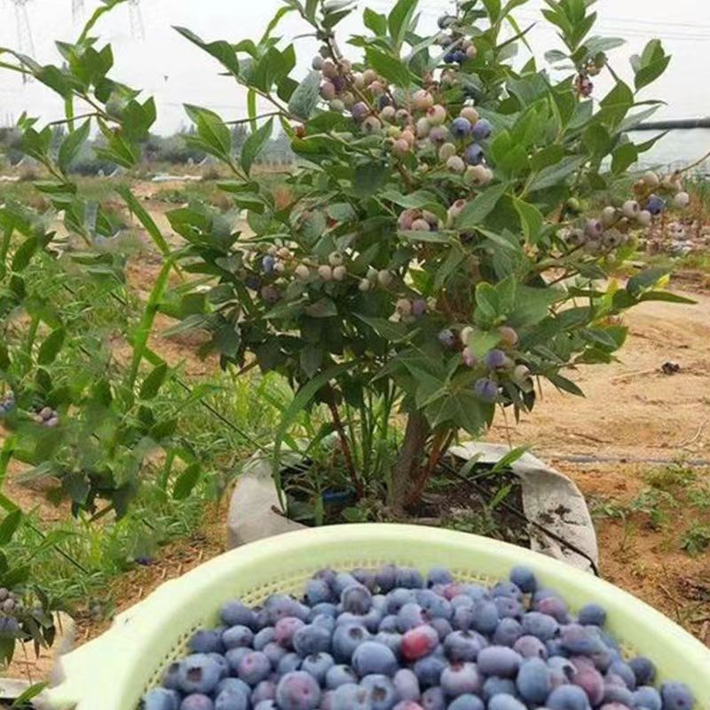 Big Fruit Blueberry saplings, Potted Plants, Fruit saplings, Balconies ...