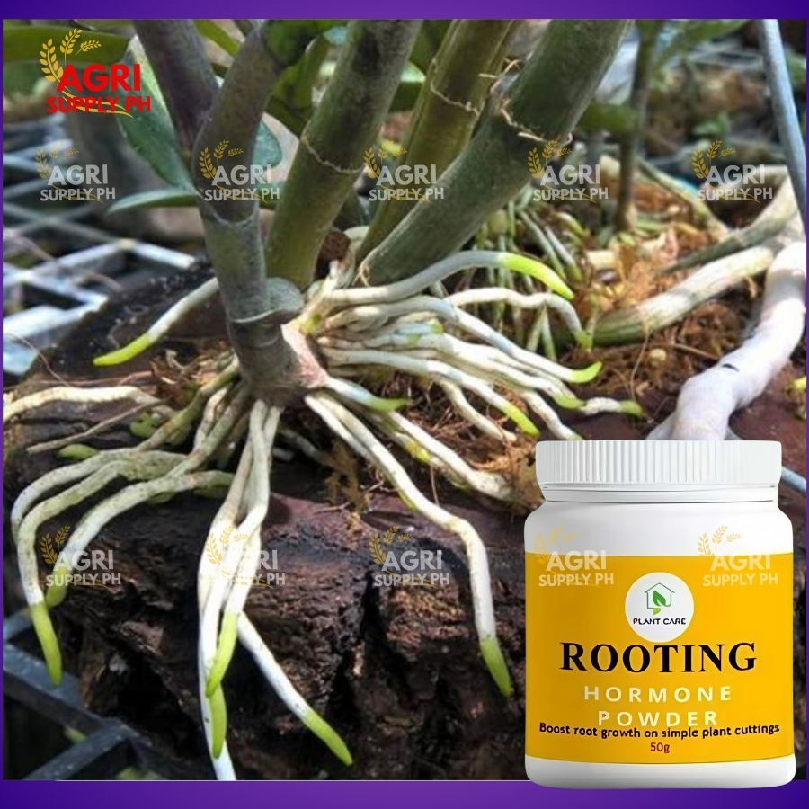 Super strong Rooting Hormone for cuttings 50G - Stimulates fast rooting ...
