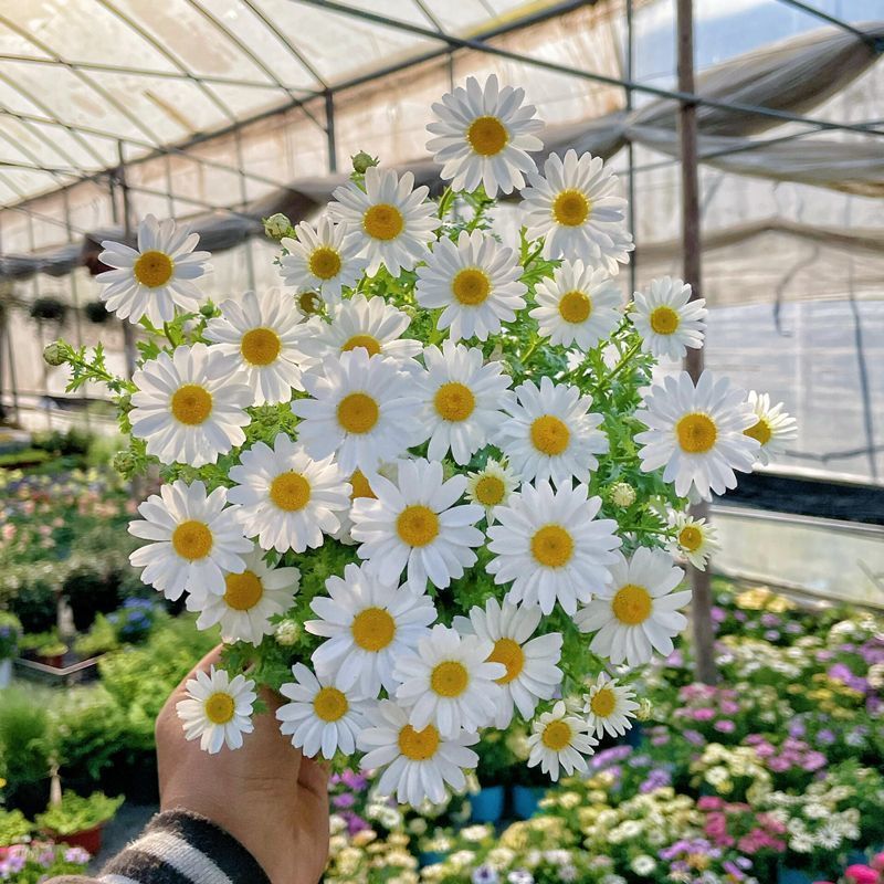 Dwarf Daisy Flower Seeds - 1000+ Compact Variety Low Water Needs ...