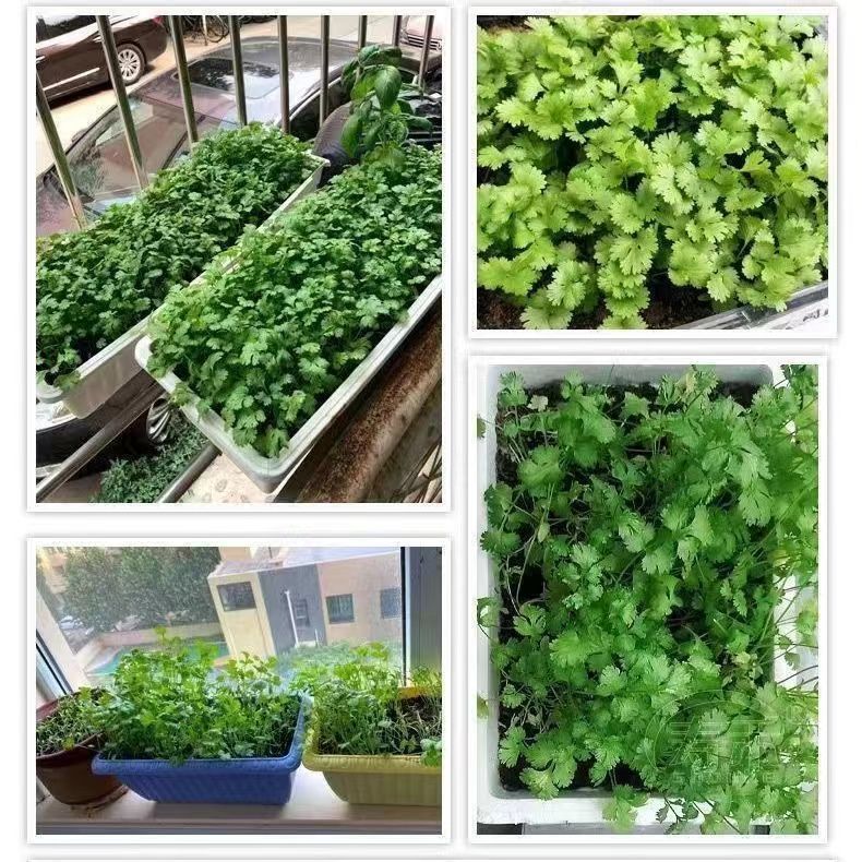 Cilantro Seeds for Planting - Simple to Cultivate, High Germination ...