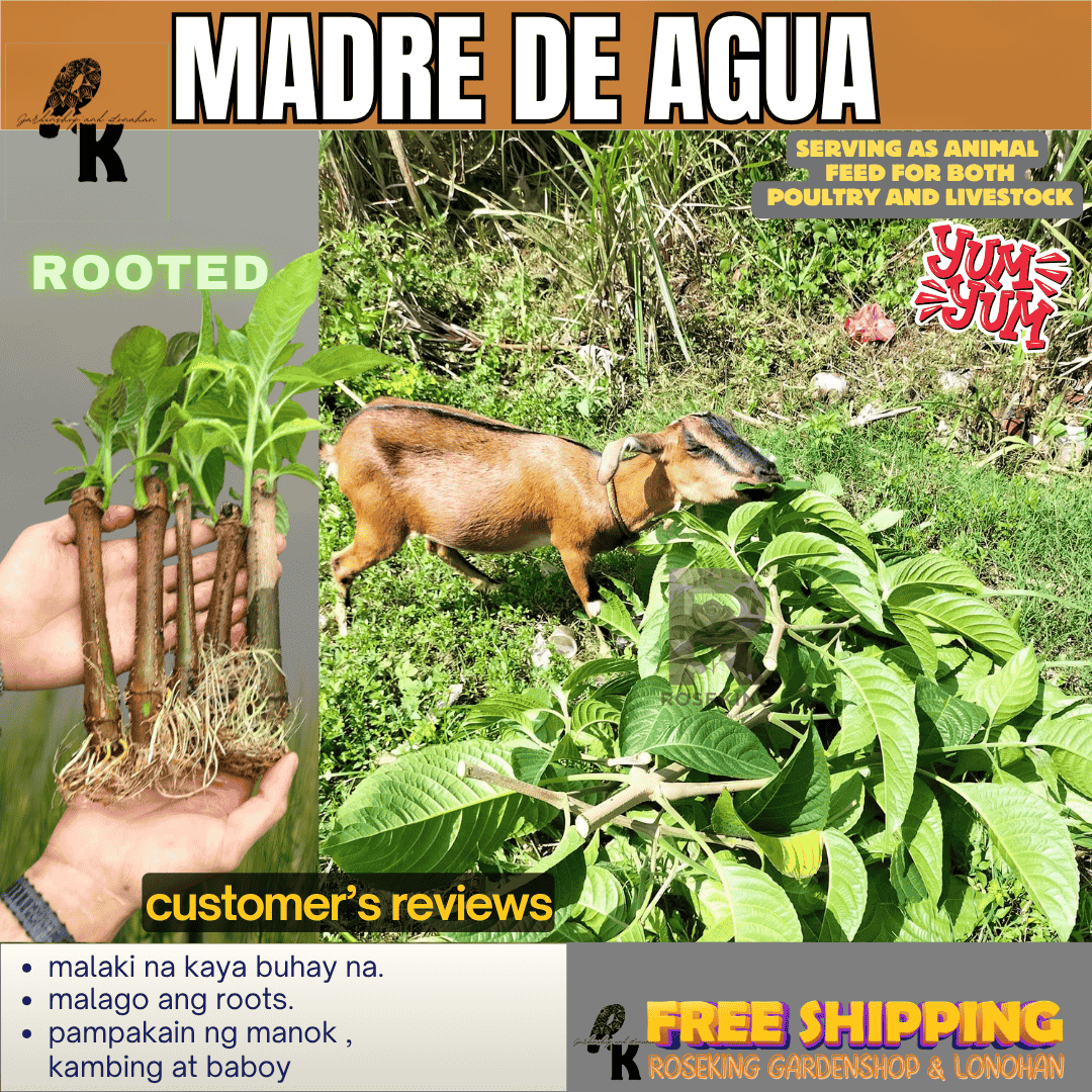 madre de agua cuttings (per PC) with freebies | Shopee Philippines