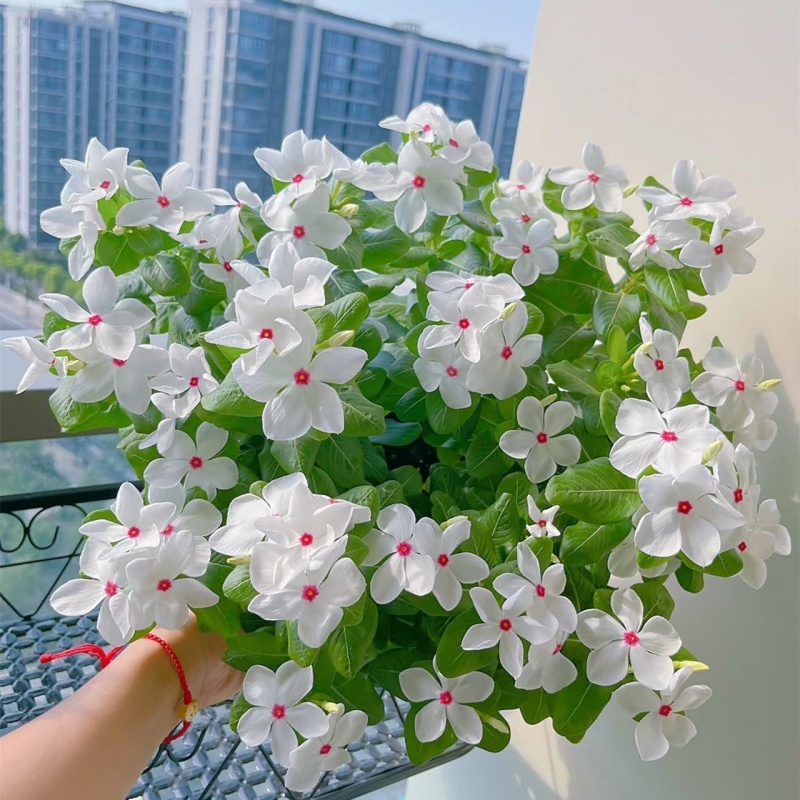 Periwinkle Seeds-Guaranteed Germination, Perfect for Beginners - 200 ...