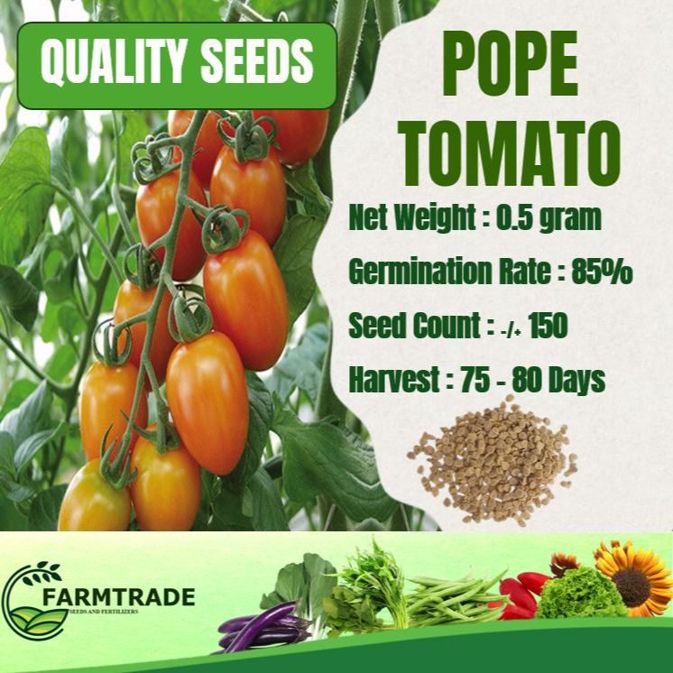 Pope Tomato Seeds - approx 150 seeds High Quality Seeds for Garden ...