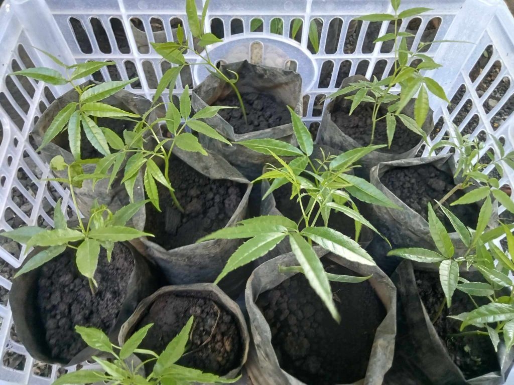 Libas/Hog Plum Seeds and Seedlings (Luzon only) | Shopee Philippines