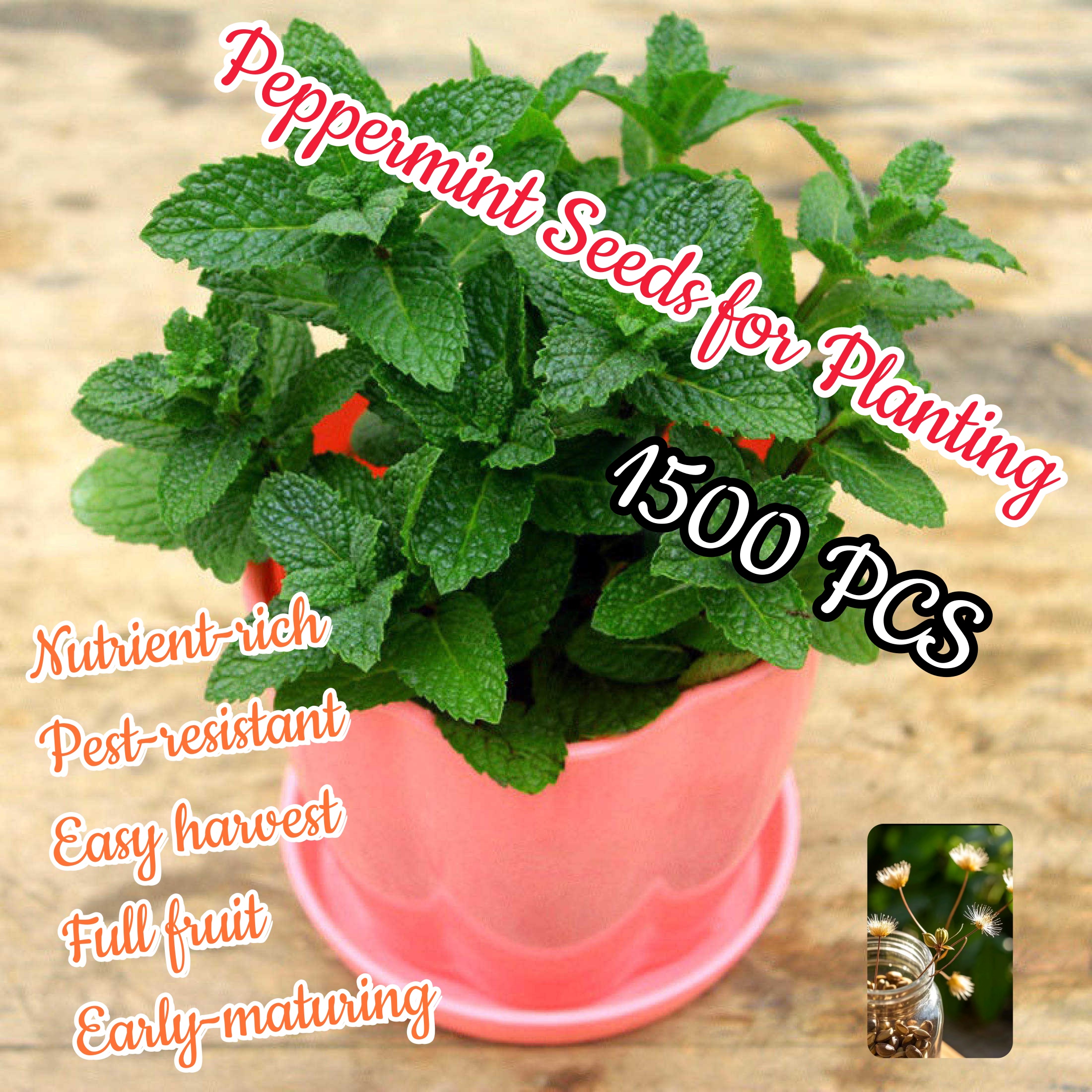 1500seeds Peppermint Seeds Herb Seeds for Planting Potted Edible Mint ...