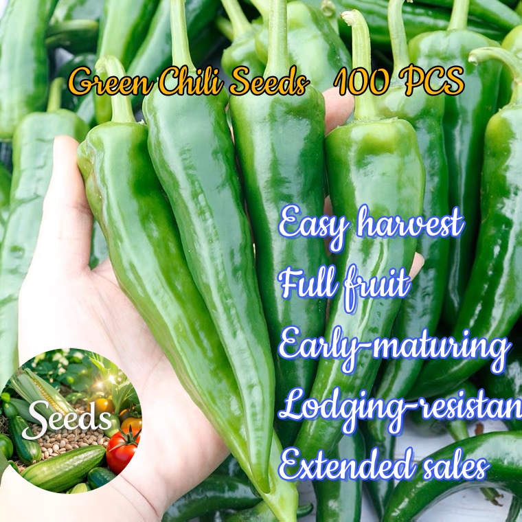 100 Seeds/pack SILI PANIGANG / Siling Haba / Hot Pepper Green / Bicol ...