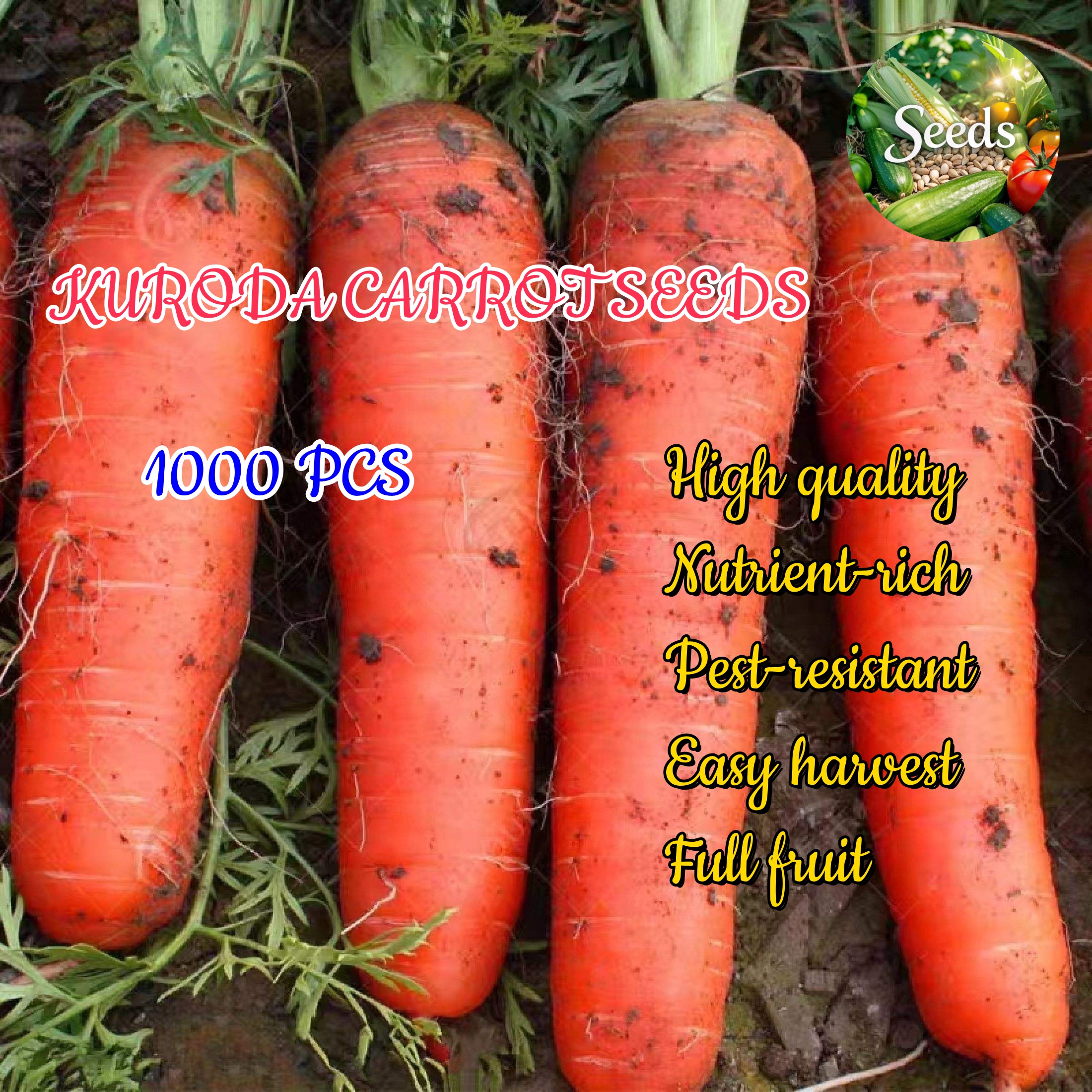 1000seeds/pack KURODA CARROT SEEDS - Carrots Seeds (High Germination ...