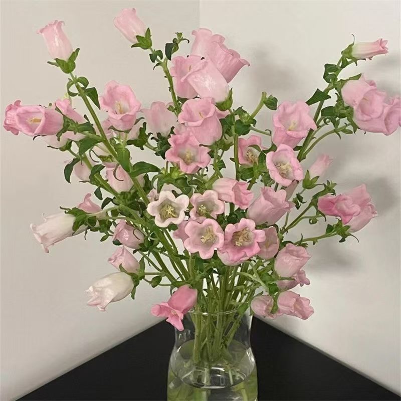 100Pcs+ Fast-Growing Bellflower Seeds–Quick Germination for Early ...