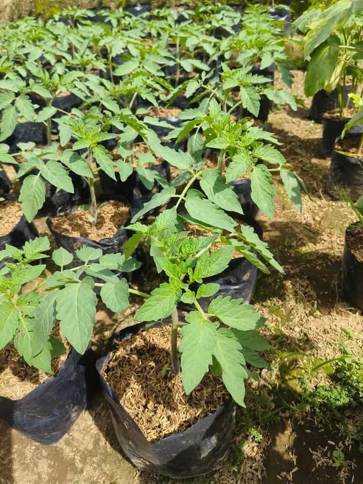 BUY 1 GET 1 FREE KAMATIS LIVE PLANT (NOT Seeds) with FREE garden soil ...