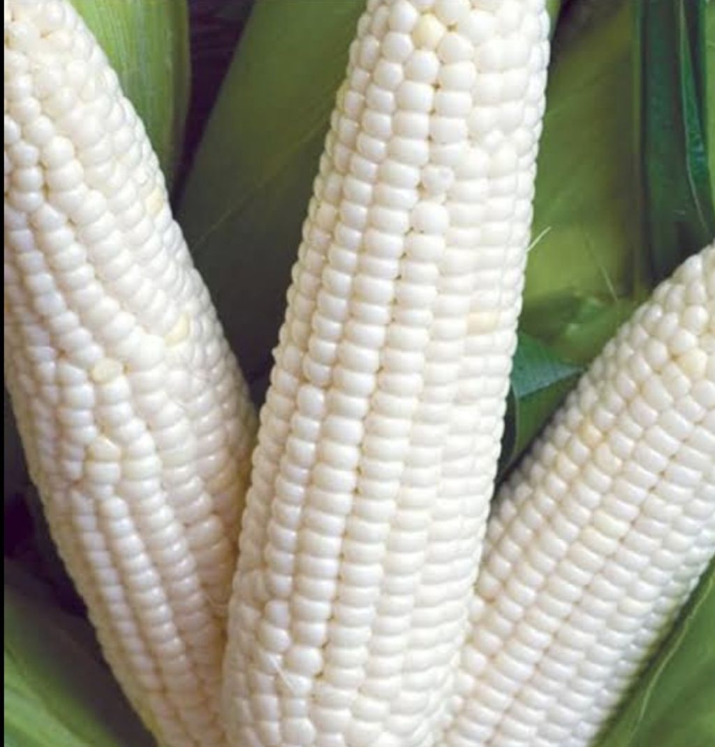 MAIS (LAGKITAN) HONEY WHITE CORN KANEKO SEEDS,STARTER SEEED PACK,HOME ...
