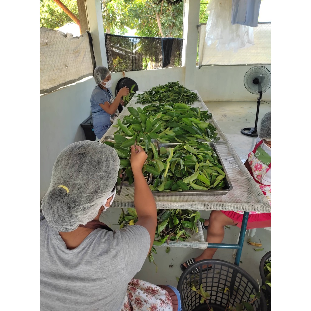 Guyabano leaves 40g 80-120pcs dried dehydrated pure natural organic ...