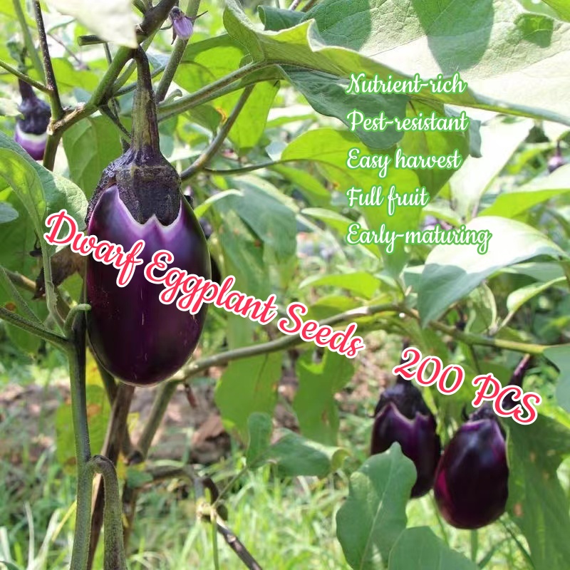 EGGPLANT DWARF PURPLE (200 seeds) - Vegetable Seeds | Shopee Philippines