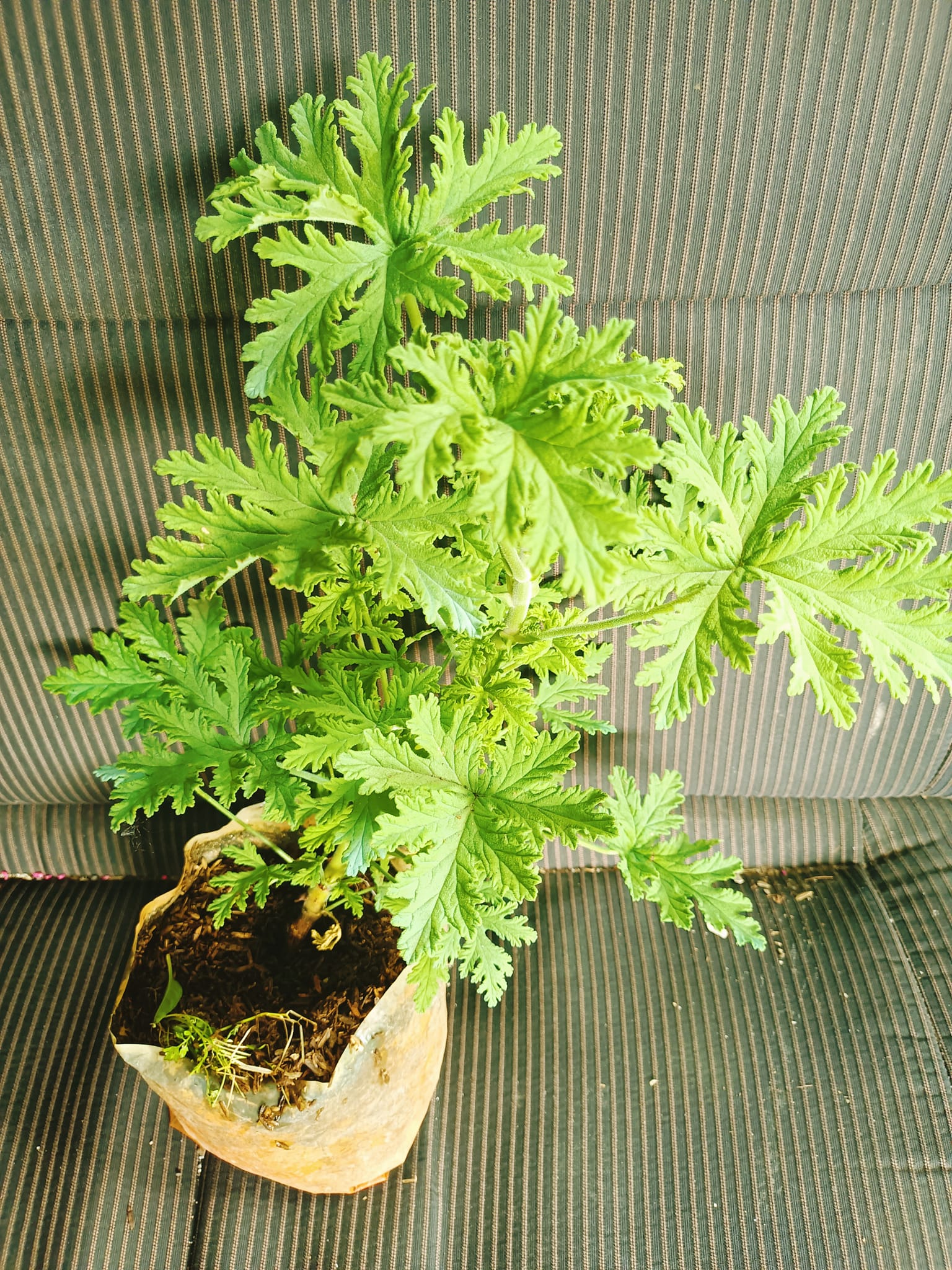BUY 1 GET 1 FREE CITRONELLA MALVAROSA 'ANTI MOSQUITO LIVE PLANT (NOT ...
