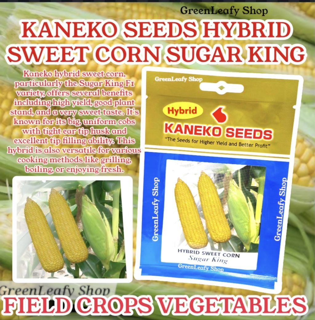 MAIS SWEET CORN HYBRID SUGAR KING 5g KANEKO SEEDS STARTER PACK HOME ...