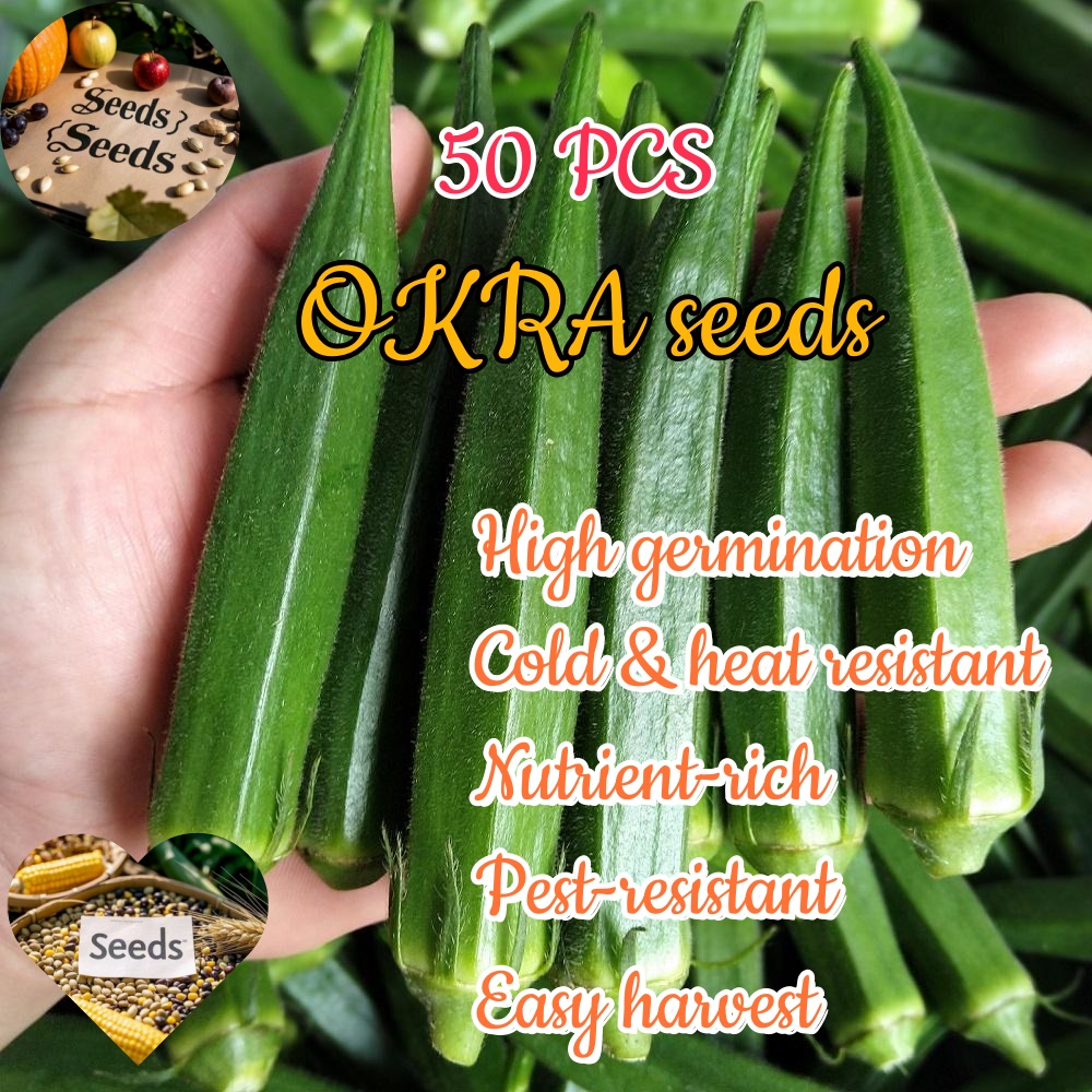 SMOOTH GREEN OKRA SEEDS (50 SEEDS) by EAST WEST | Shopee Philippines