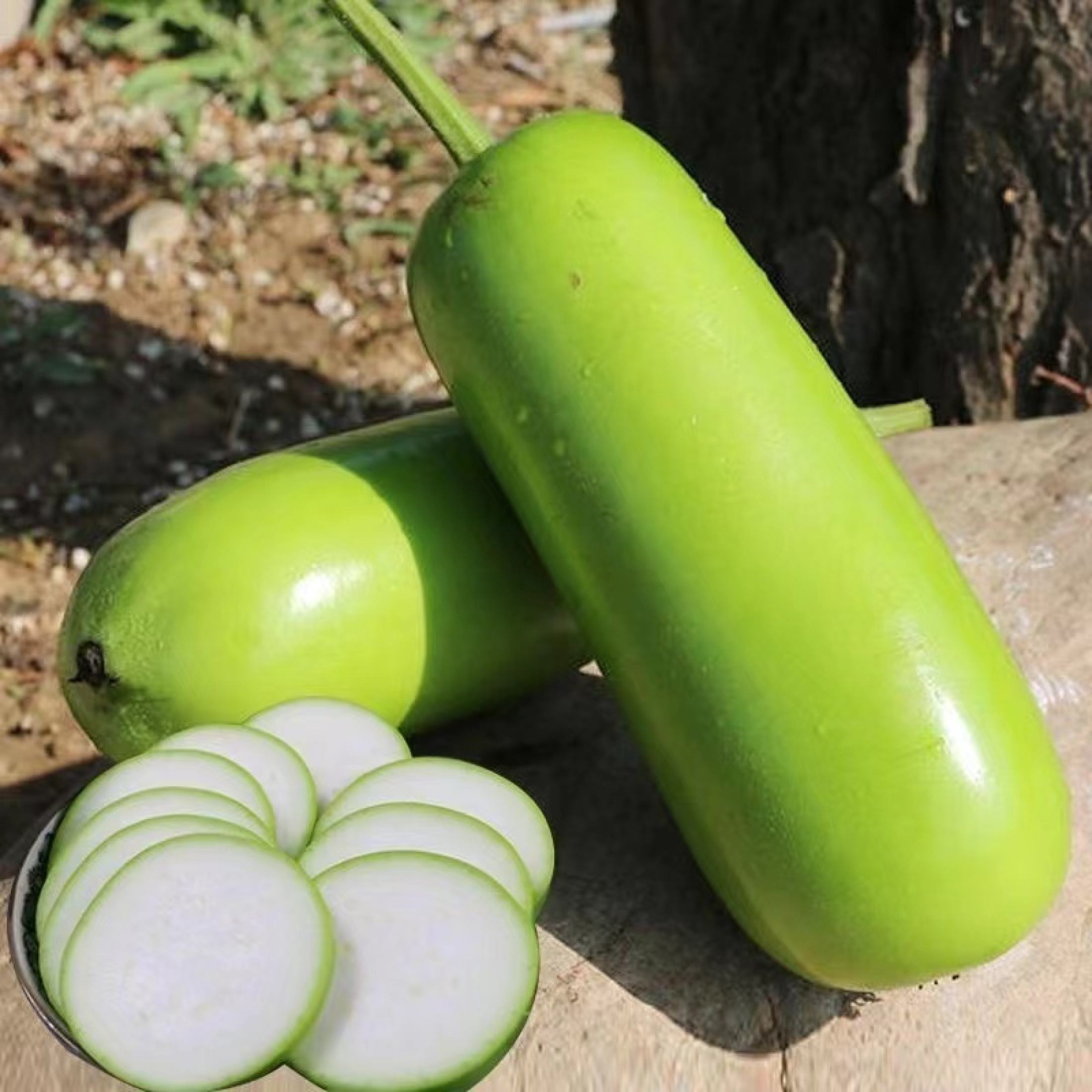 UPO SEEDS ( 25seeds ) - Bottle Gourd Vegetable Seeds | Shopee Philippines