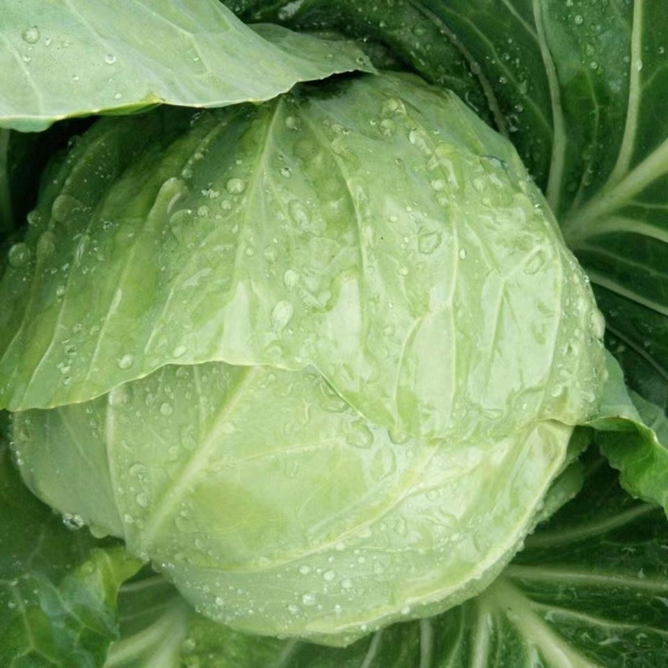 REPOLYO / CABBAGE SEEDS -（100seeds）HYBRID/HIGH YIELD/EASY TO GROW ...