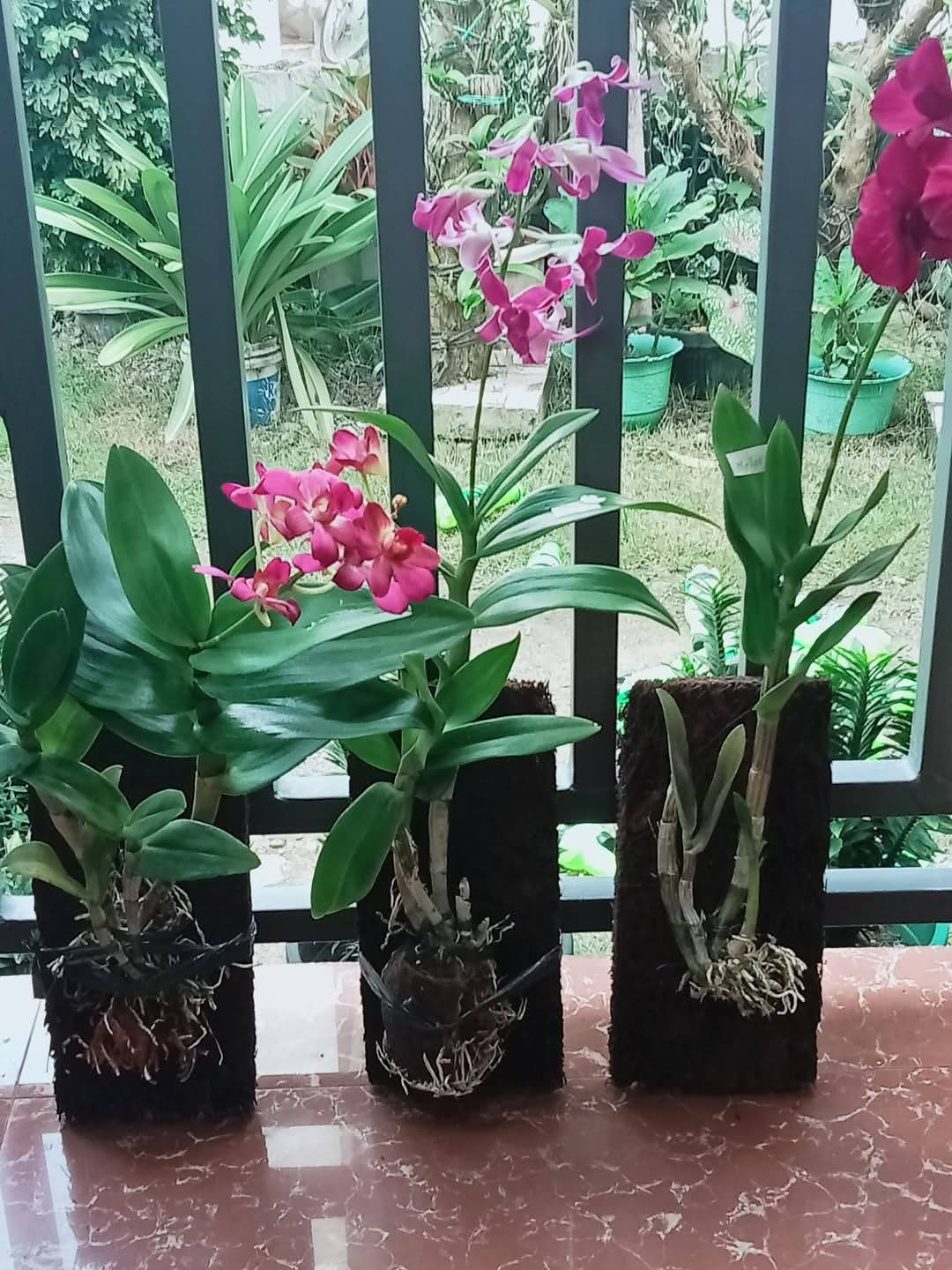 Organic Fern Slab (size 10x 5) For Orchids Good For Trailing & Hanging ...