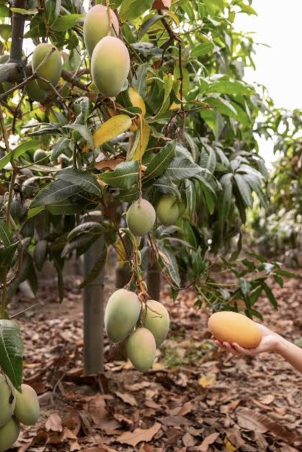 Grow More (Flower Inducer ) Pampabulaklak Growing Repack GreenLeafy ...