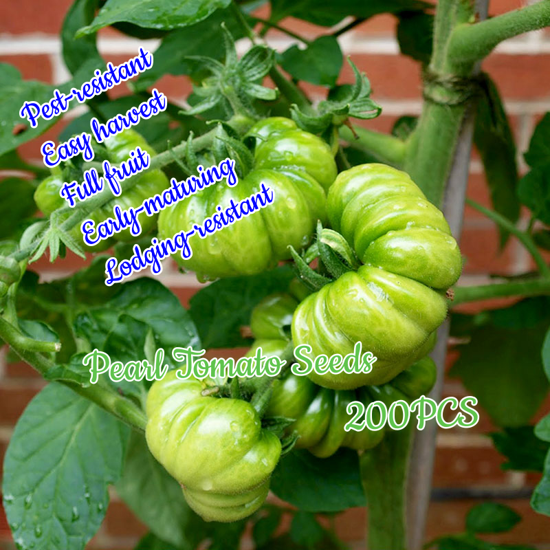 PEARL TOMATO / (200 seeds) BEEF STEAK TOMATO | Shopee Philippines