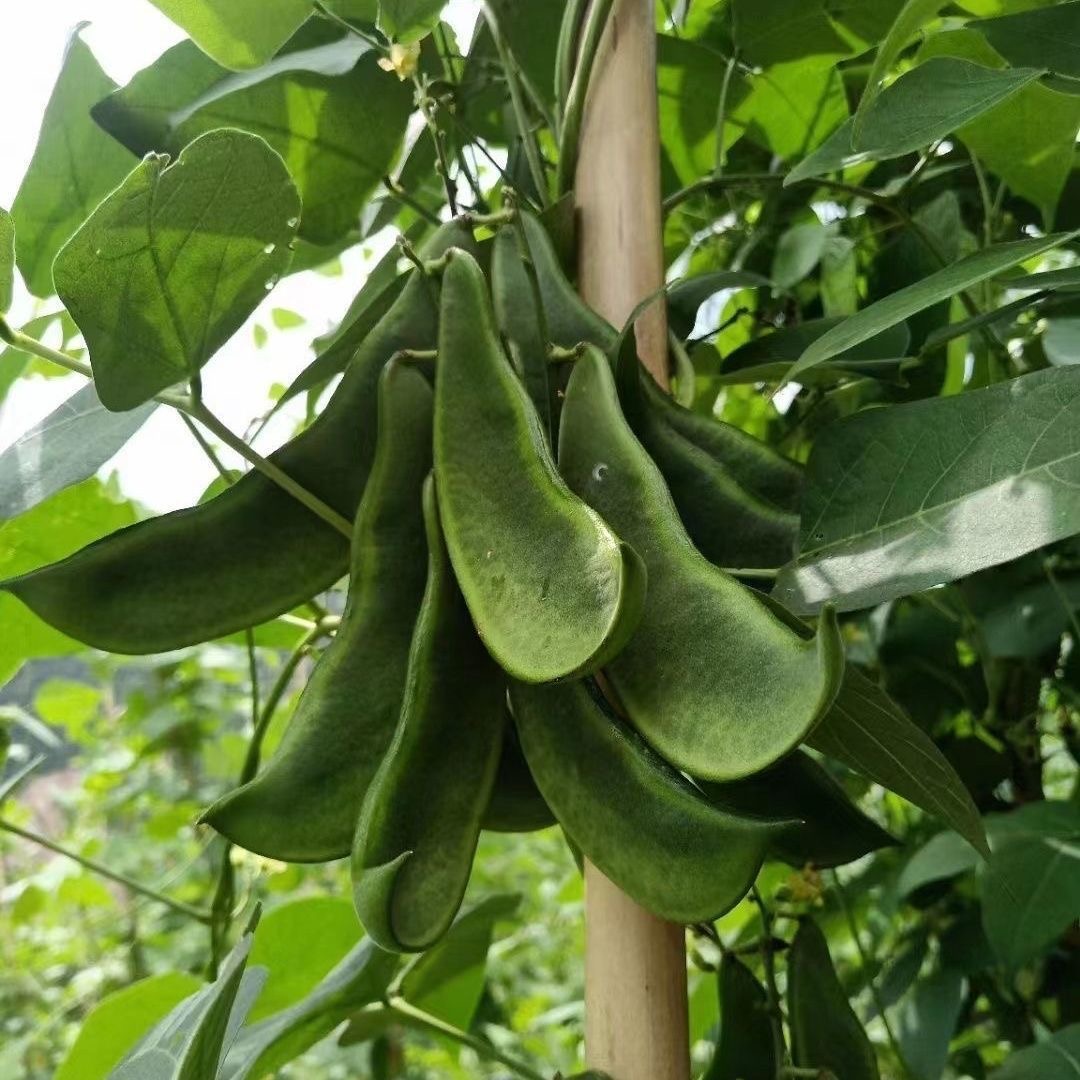 Patani Seeds - (4SEEDS) PATANI BEAN / LIMA BEAN / RPO Lima Beans Patani ...