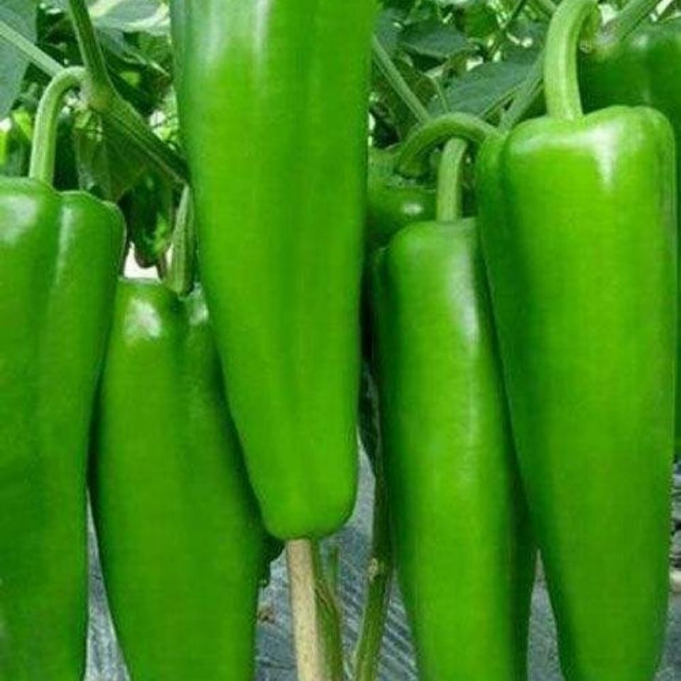 Smooth Cayenne Seeds (100 Seeds) - Bell pepper Seeds / Pointed Sweet ...