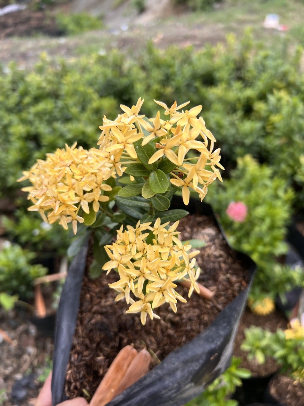 Santan Yellow | Live Plant | Shopee Philippines