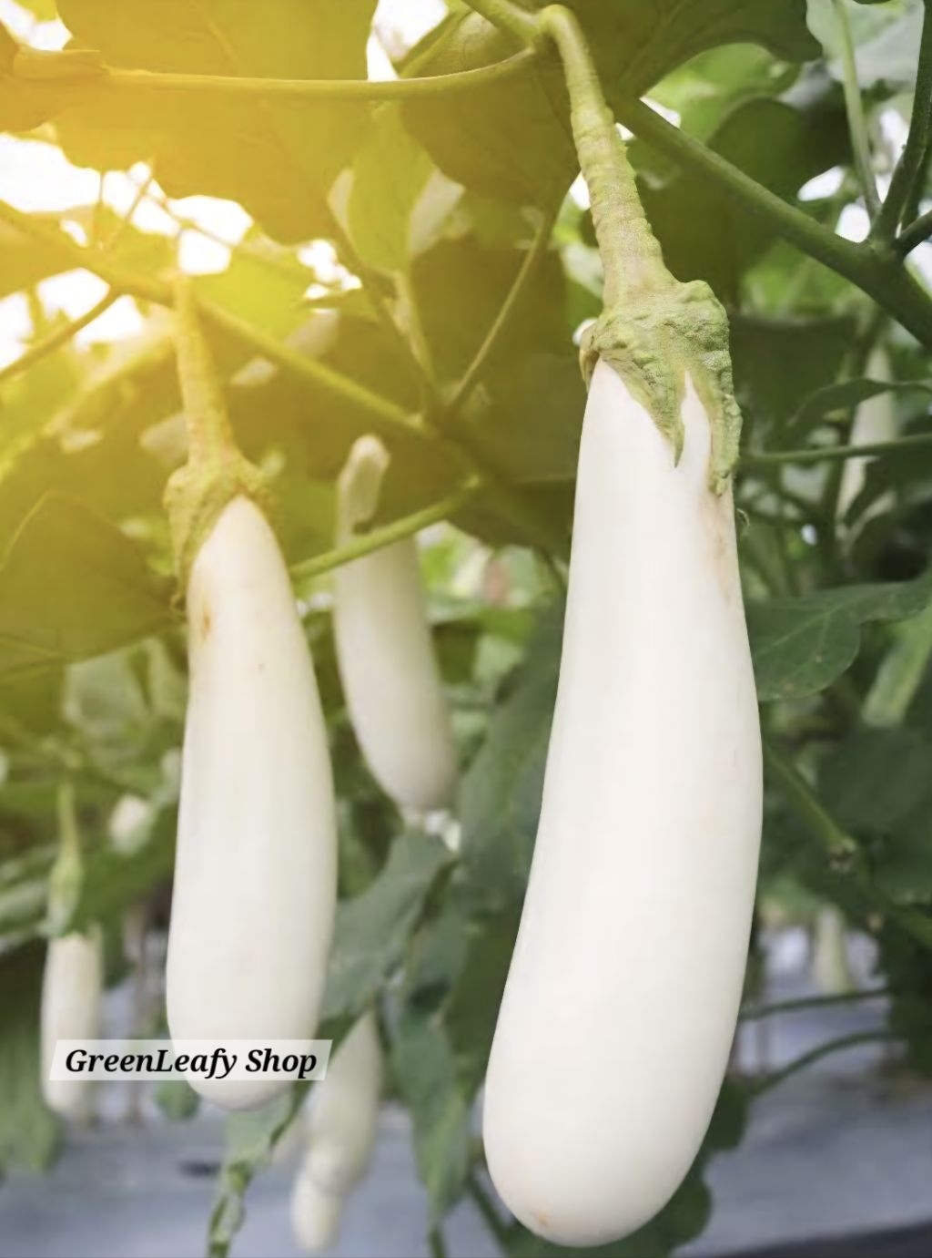 TISOY TALONG JAPANESE HYBRID EGGPLANT 1.5g KANEKO SEEDS VEGETABLE SEEDS ...