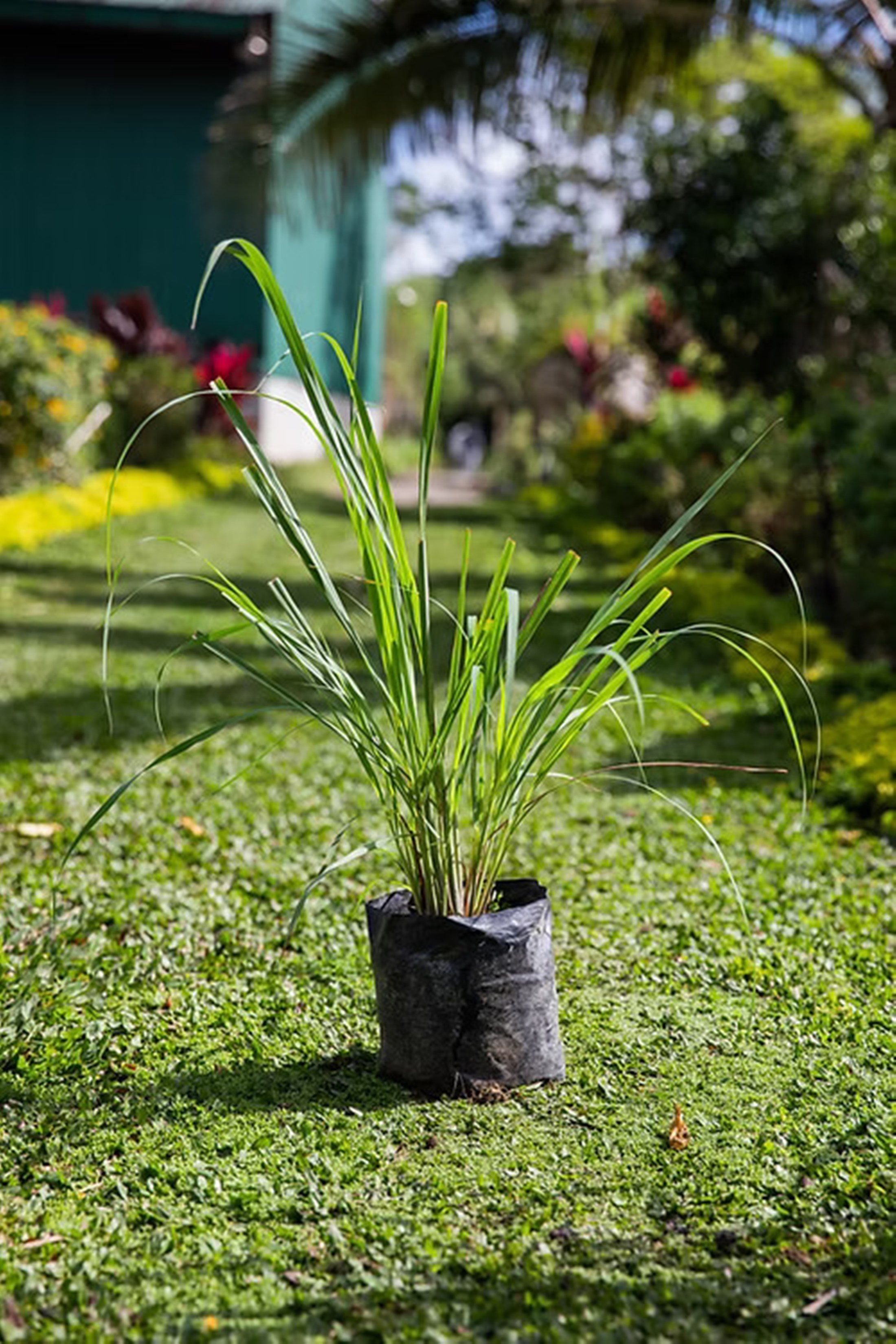 79 PESOS Citronella Plnt (Anti M0squito Plnt) w/ free garden soil - GNG ...