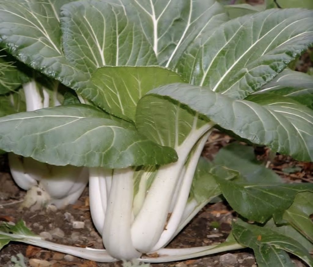 PECHAY BLACK BEHI (4,400 SEEDS) 10g KANEKO SEEDS HOME GARDENING FARM ...