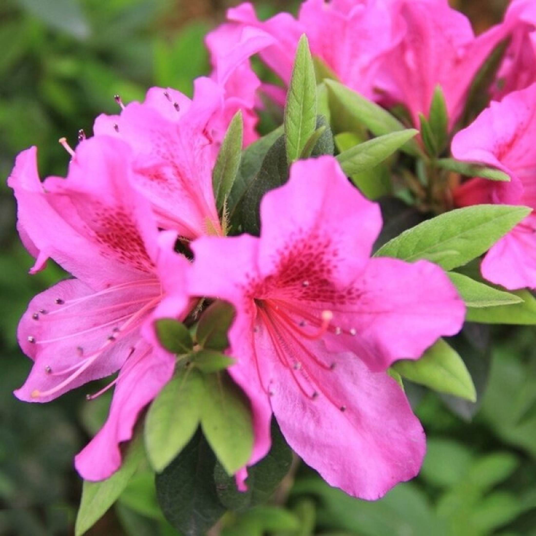 50seeds/pack Rhododendron Flower Seeds Bonsai Seeds Flowering Plants ...