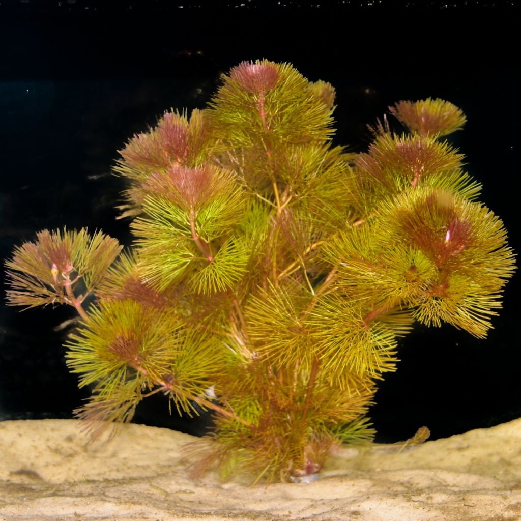 green cabomba / red cabomba 5 stems aquatic plant lowtech aquarium ...