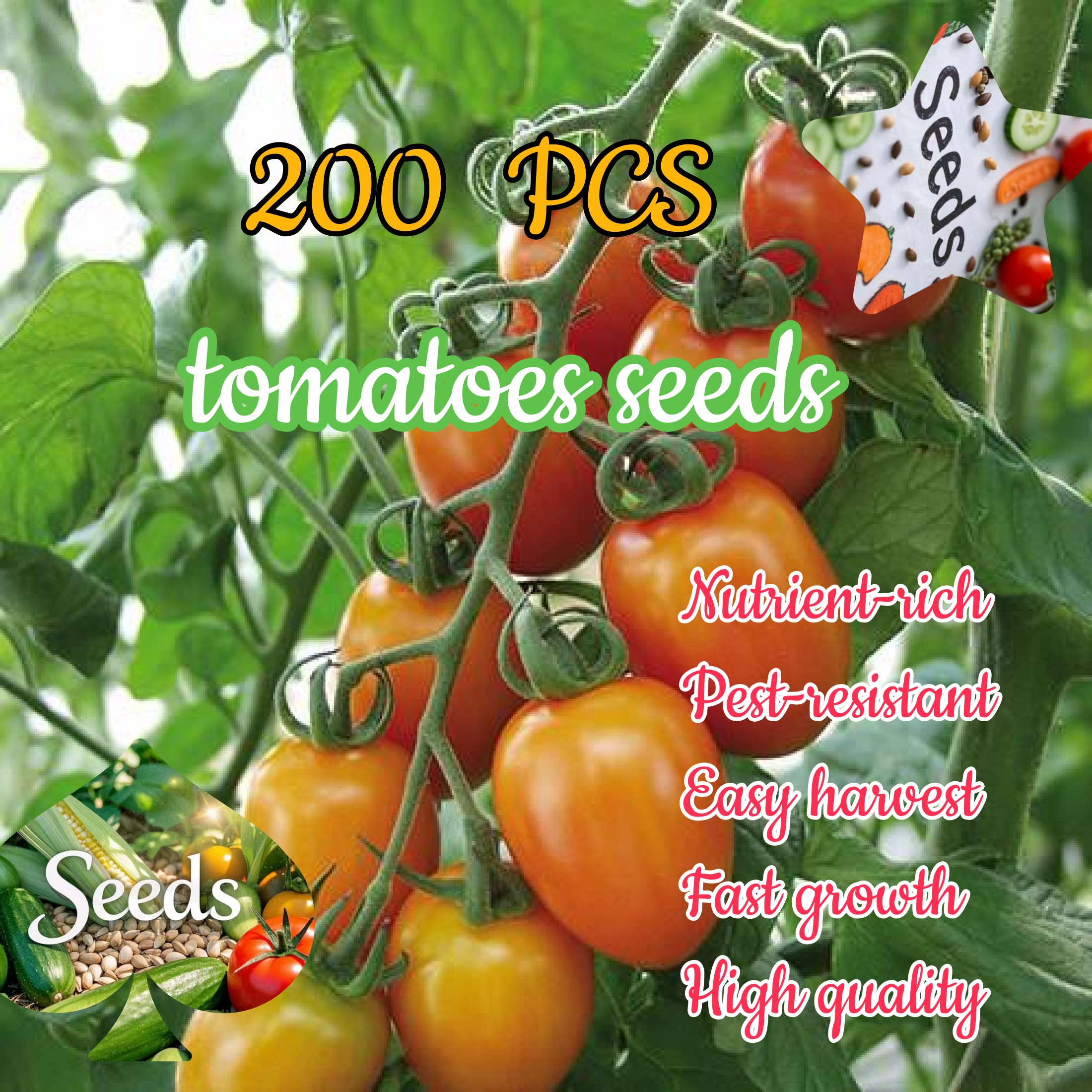 200 Seeds/pack SUPER POPE TOMATO SEEDS- TOMATOES SEEDS High Yielding ...
