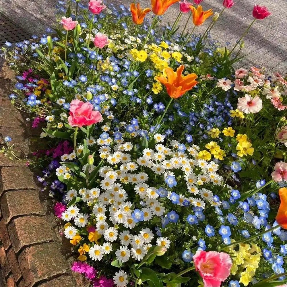 Dwarf Pyrethrum Seeds - Compact Growth (30-40cm), Perfect for Borders ...