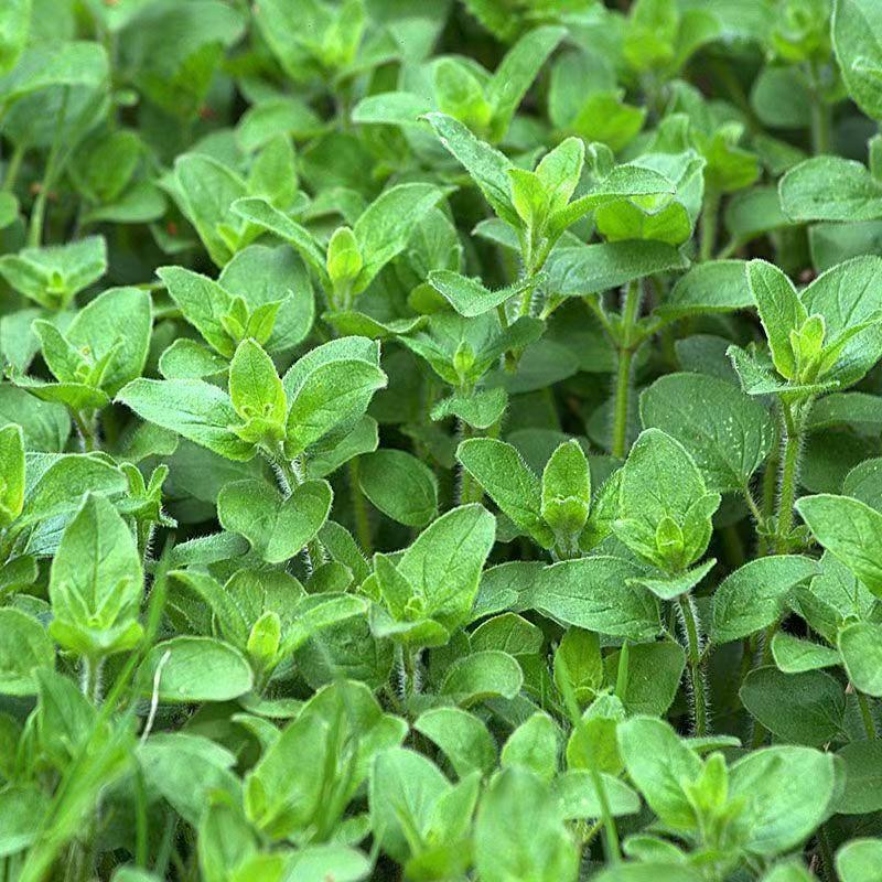 Greek Oregano Seeds - (100SEEDS) GREEK OREGANO Flowering Seeds | Shopee ...