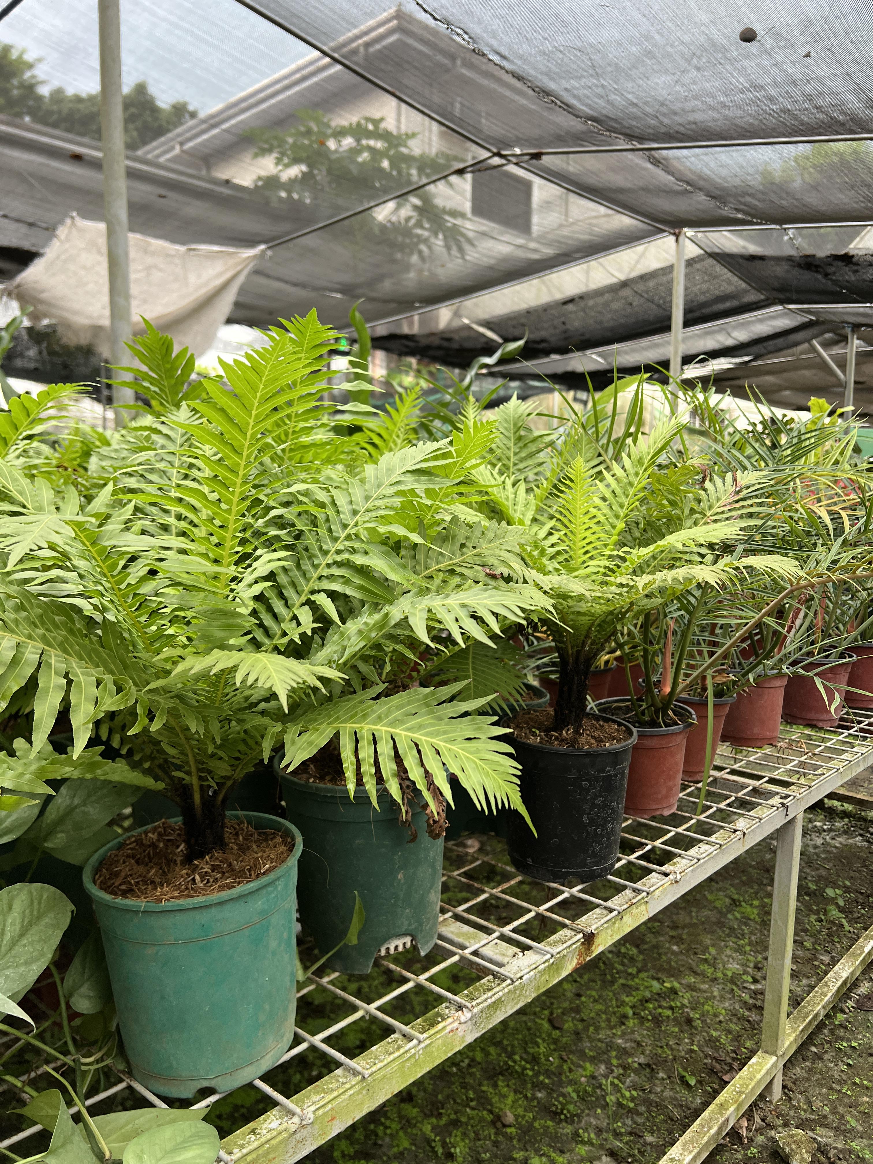 Blechnum Fern Plant (Not Seed) for Indoor and Outdoor Plant includes ...