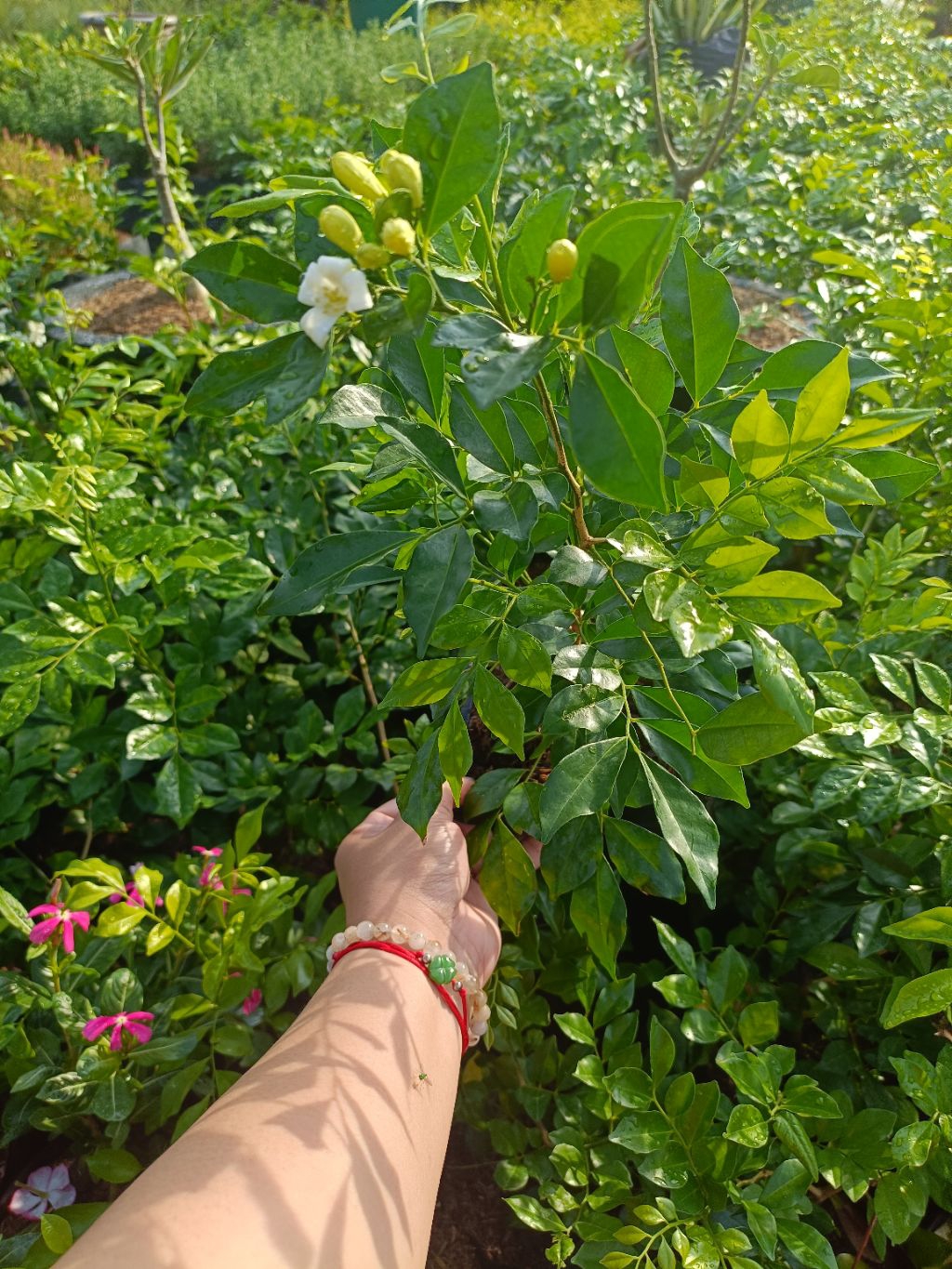 KAMUNING PLANT (Orange Jasmine) - Sweet Smelling Fragrant Flowers ...
