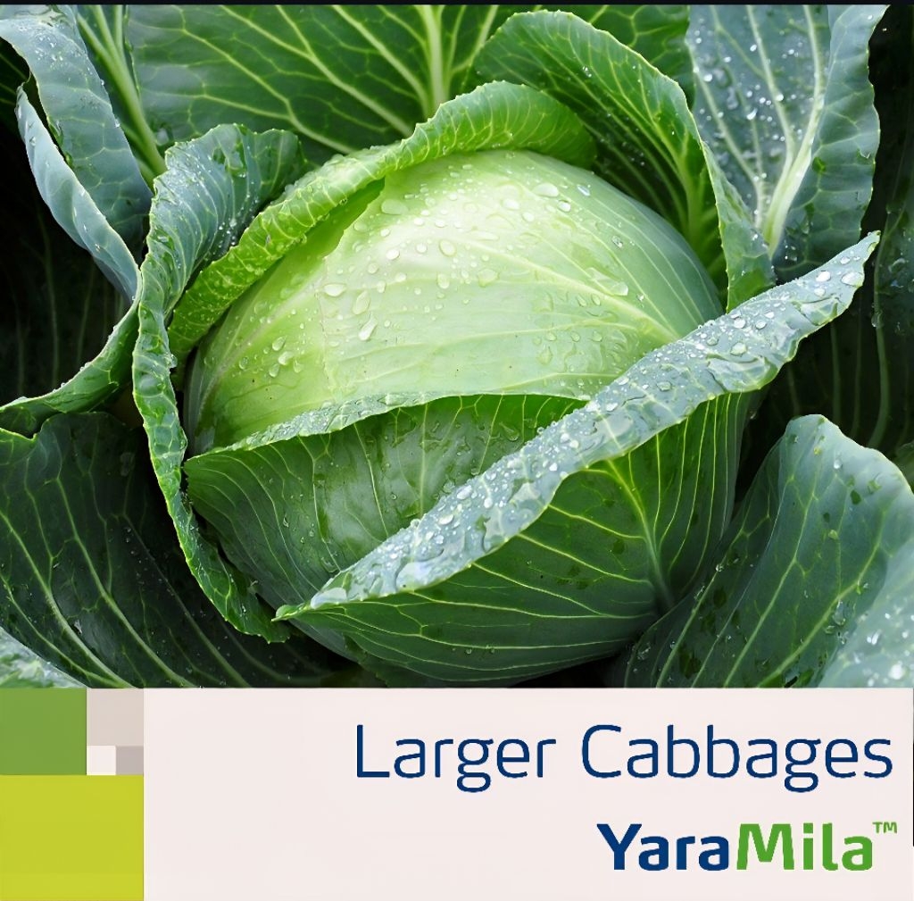 YaraMila Winner 15-9-20 + Micronutrients Fertilizer Per Kilo | Shopee ...