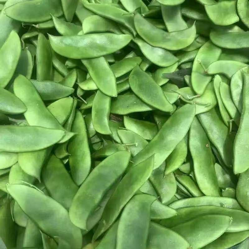 Patani Seeds - (4SEEDS) PATANI BEAN / LIMA BEAN / RPO Lima Beans Patani ...