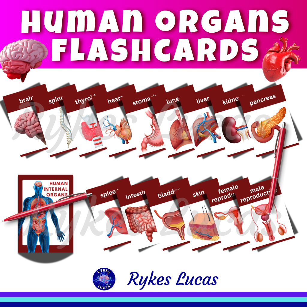 HUMAN ANATOMY INTERNAL ORGANS LAMINATED KIDS EDUCATIONAL FLASHCARDS ...