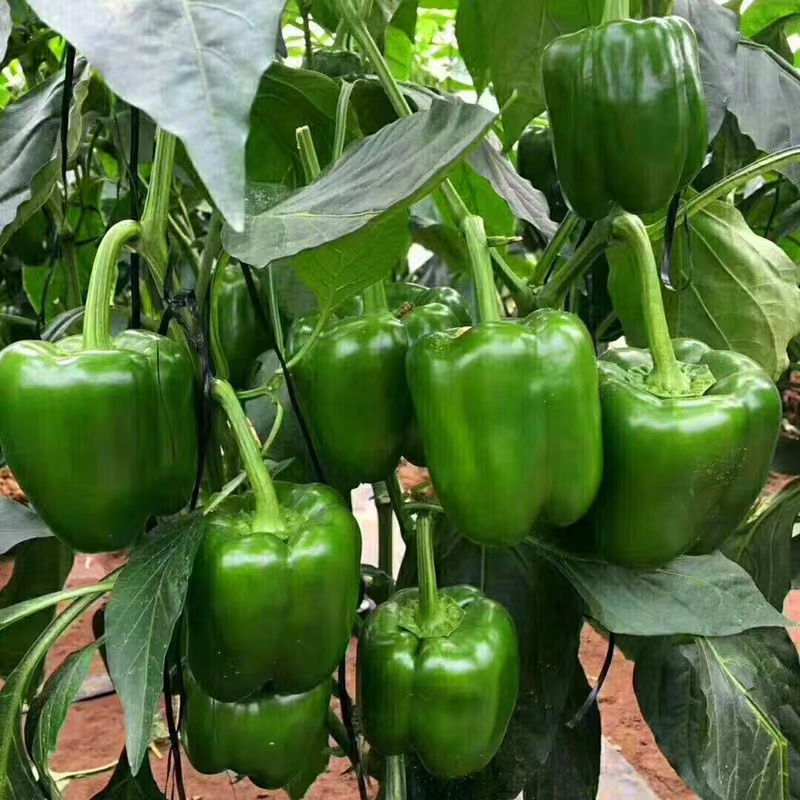 100seeds/pack BELL PEPPER SEEDS HYBRID/YOLO WONDER VARIETY/FOR PLANTING ...