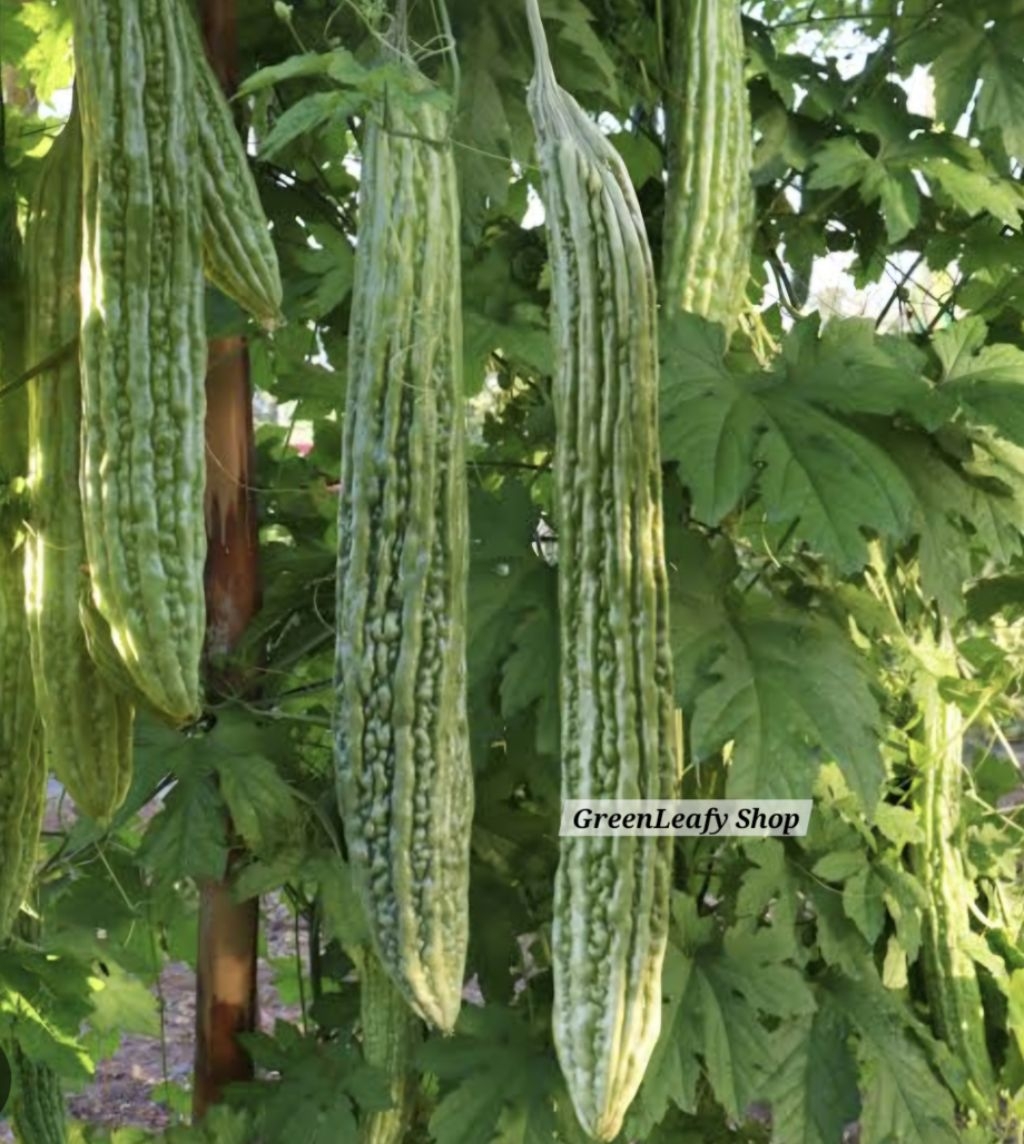 AMPALAYA STA.LUCIA CONDOR QUALITY VEGETABLE SEEDS,HOME & FARM GARDENING ...