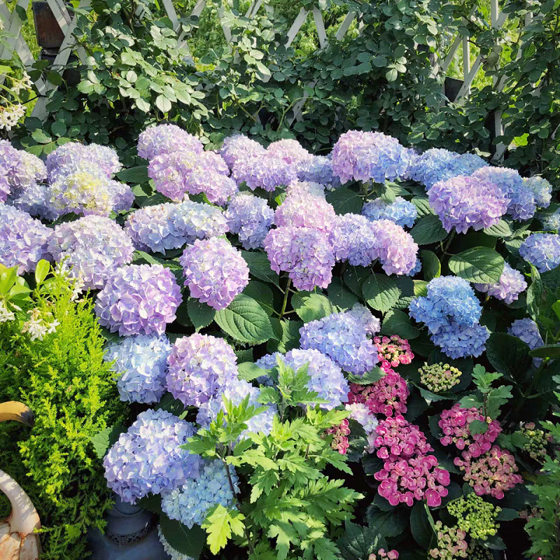 Balcony & Pot Hydrangea Seeds - Compact Container-Friendly Flower Seeds ...