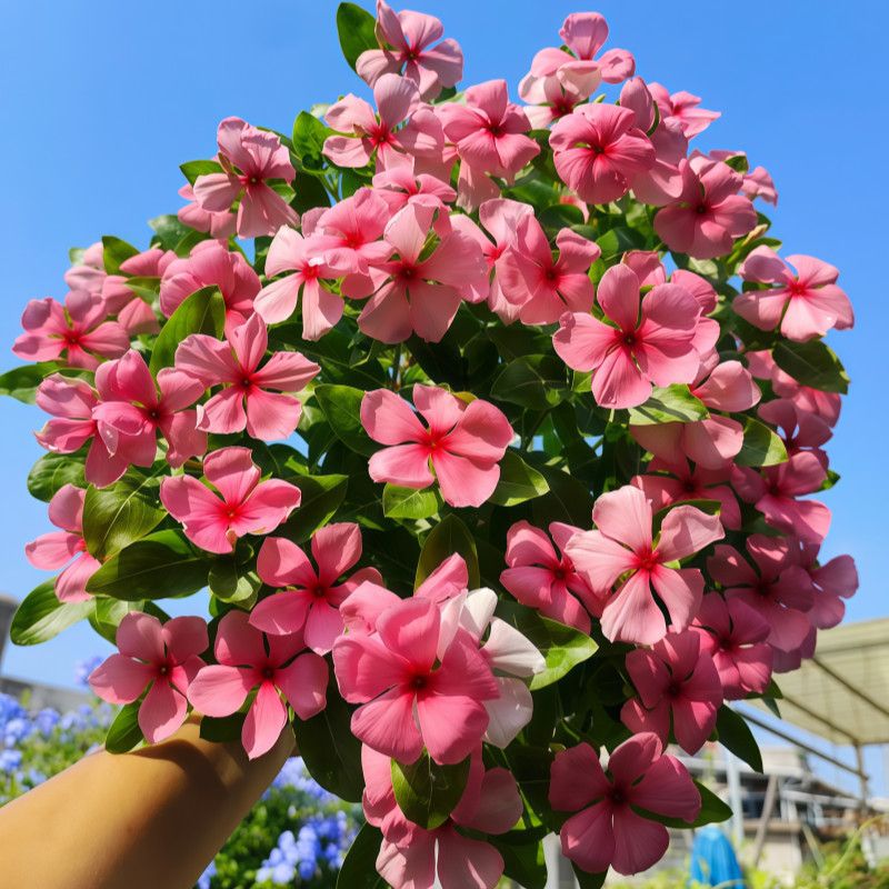 Periwinkle Seeds-Guaranteed Germination, Perfect for Beginners - 200 ...