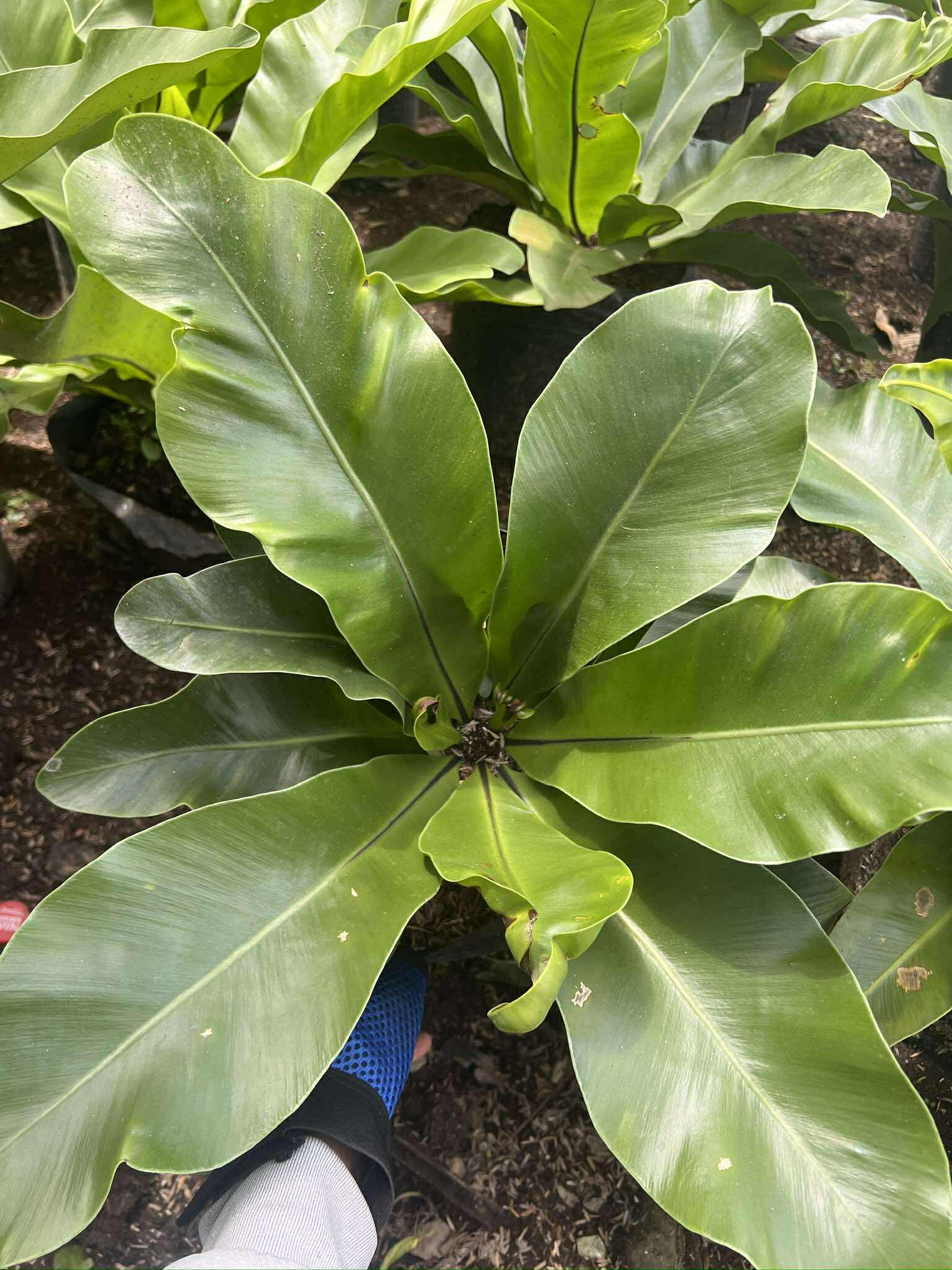 PAKPAK LAWIN (MEDIUM) (Not Seed) complete with plastic pot and garden ...