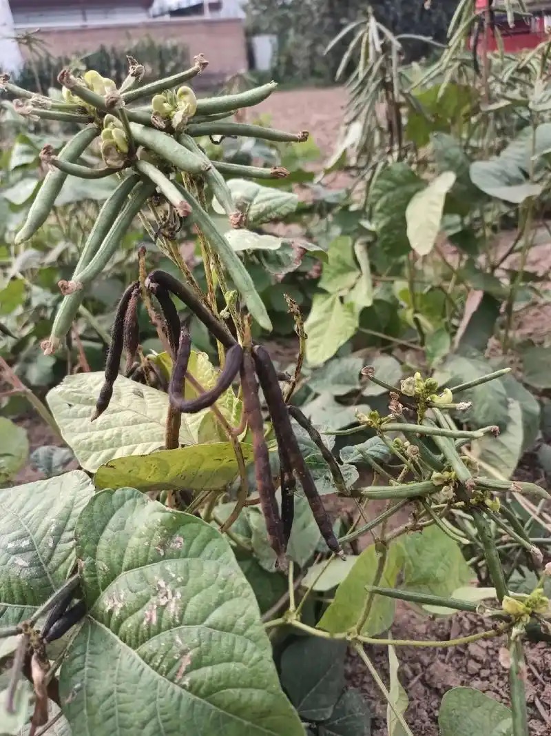 (20 Seeds) Munggo Monggo Beans Seeds for Planting Vegetable Plants ...