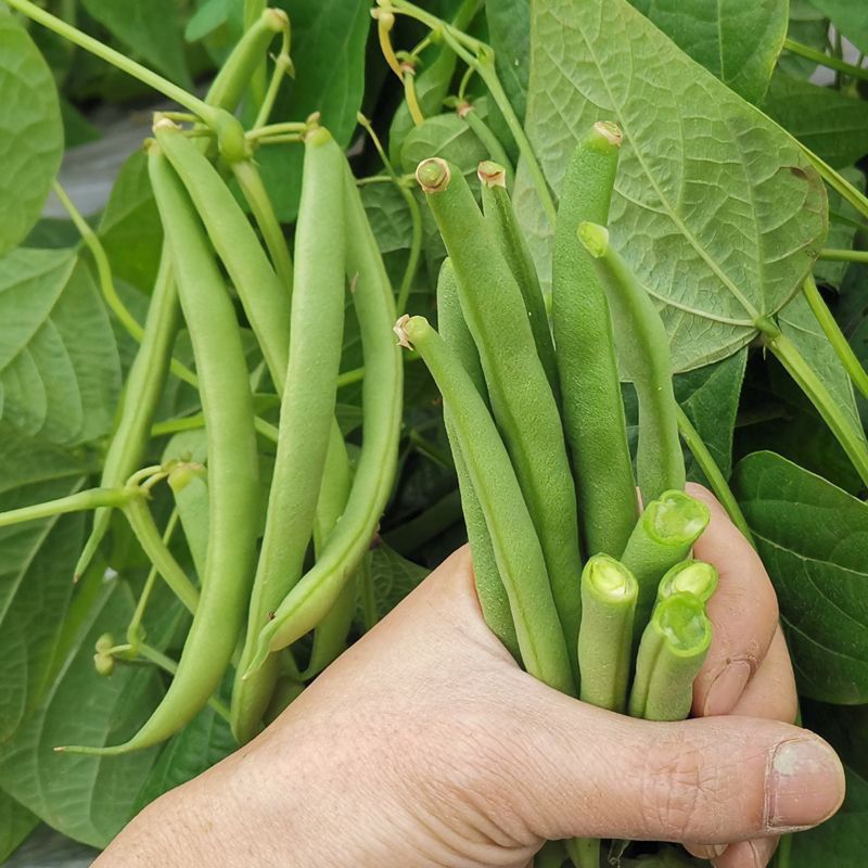 Snow Pea Seeds / BAGUIO BEANS - High Pod Yield, Fresh Harvest, Suitable ...