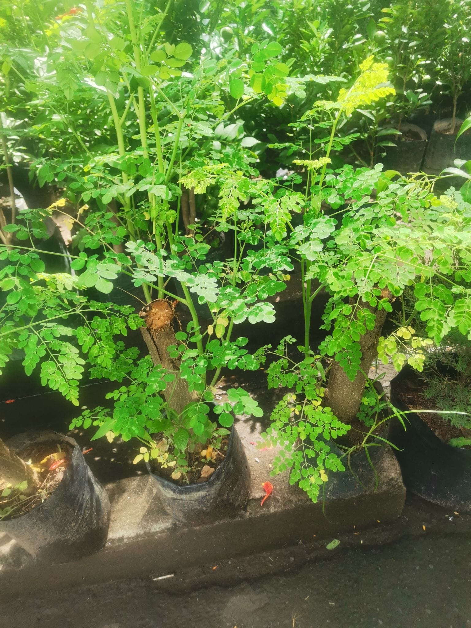 BUY 1 GET 1 FREE MALUNGGAY LIVE PLANT (NOT Seeds) with FREE garden soil ...