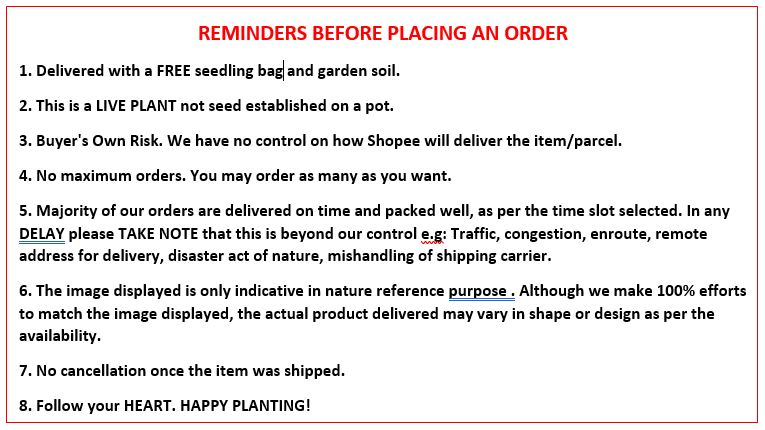 [BAGSAK PRESYO] BUY1 TAKE1 ASHITABA GYNURA (Not Seeds) With Free garden ...